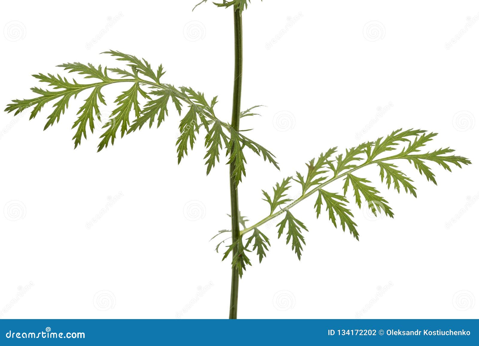 Leaf and Stem of the Pyrethrum Flower, Isolated on White Background ...