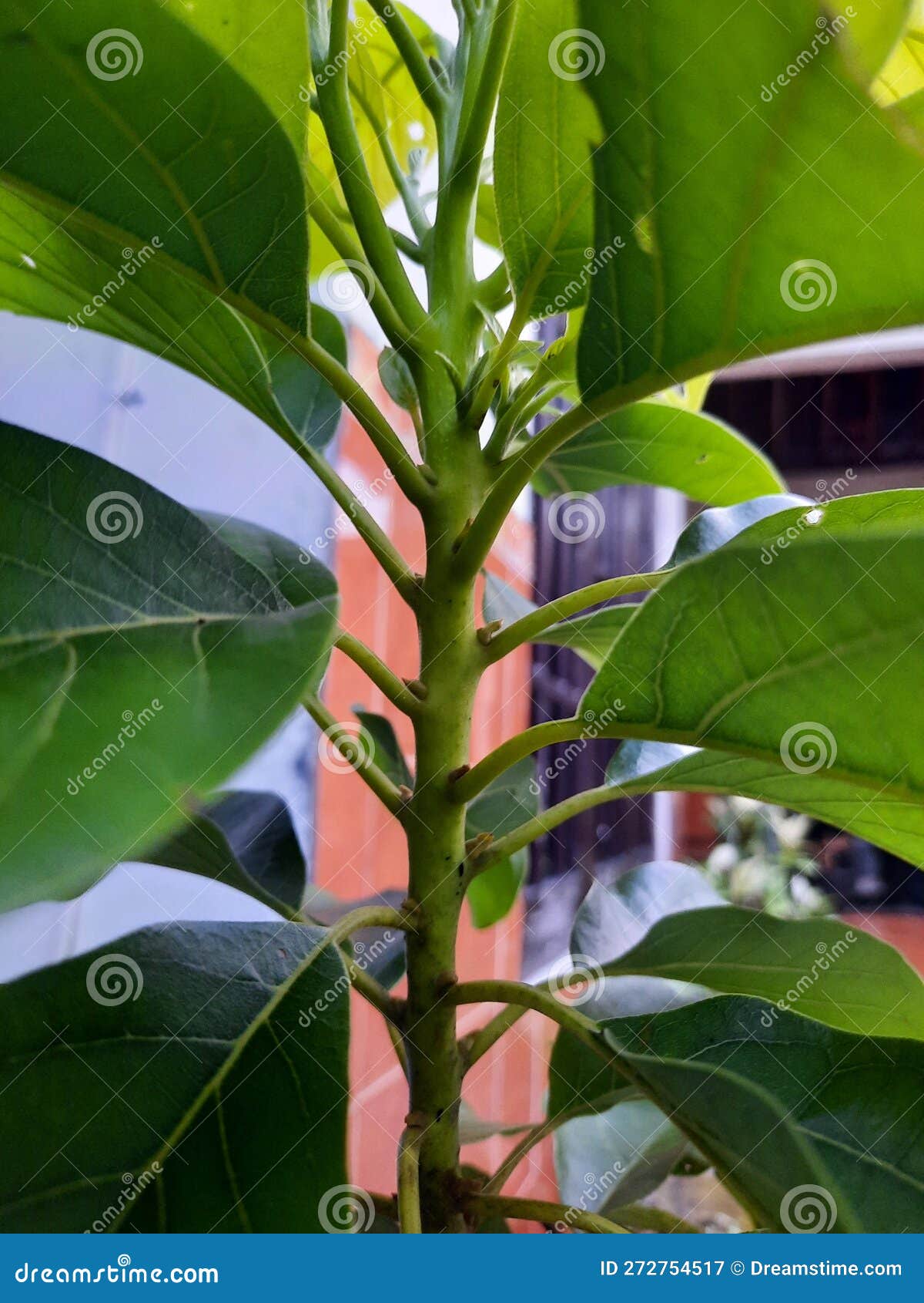 The Leaf Stems Branch a Lot and Grow Large Trunks Stock Image - Image ...