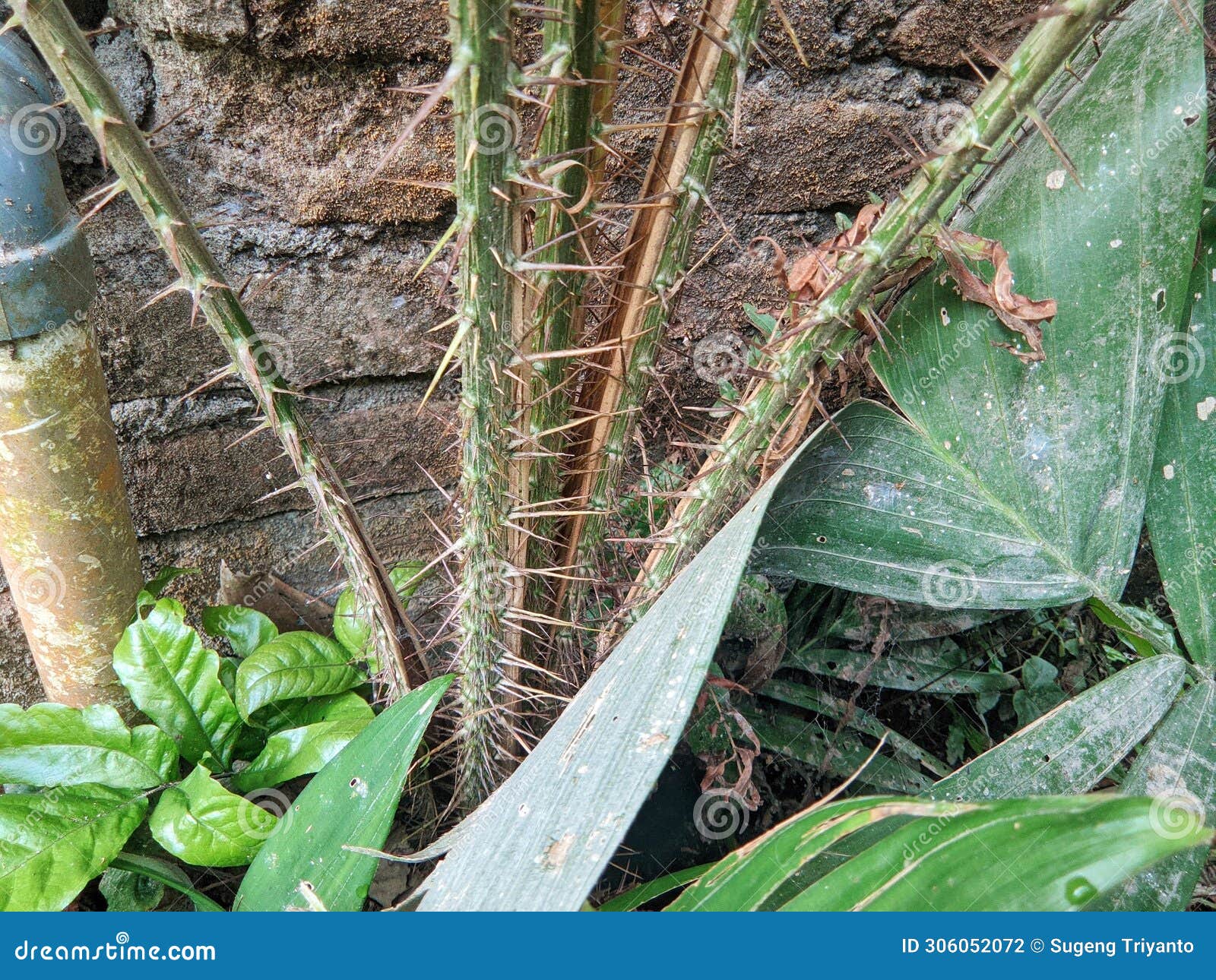 The Leaf Stems of the Salak Plant are Full of Green and Brown Thorns ...