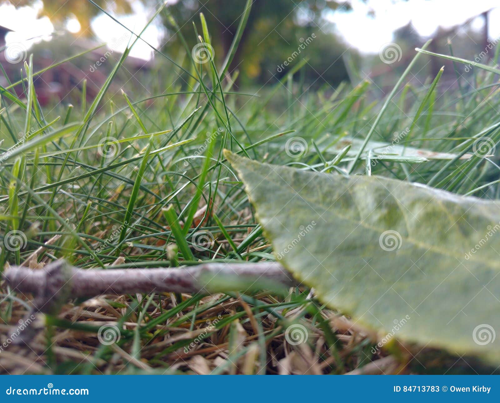 Leaf, Stick, Grass stock image. Image of leaf, grass - 84713783