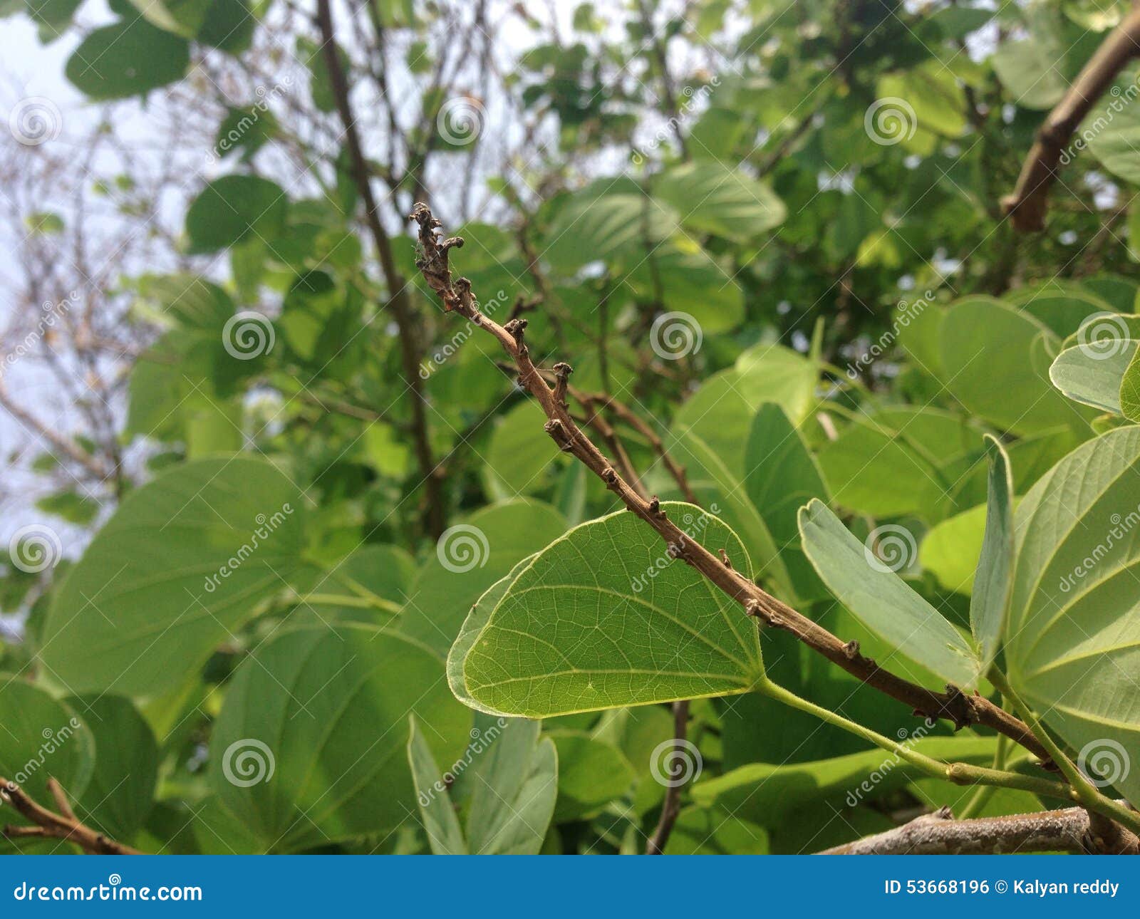 Tree stock photo. Image of garden, abstract, object, tree - 53668196