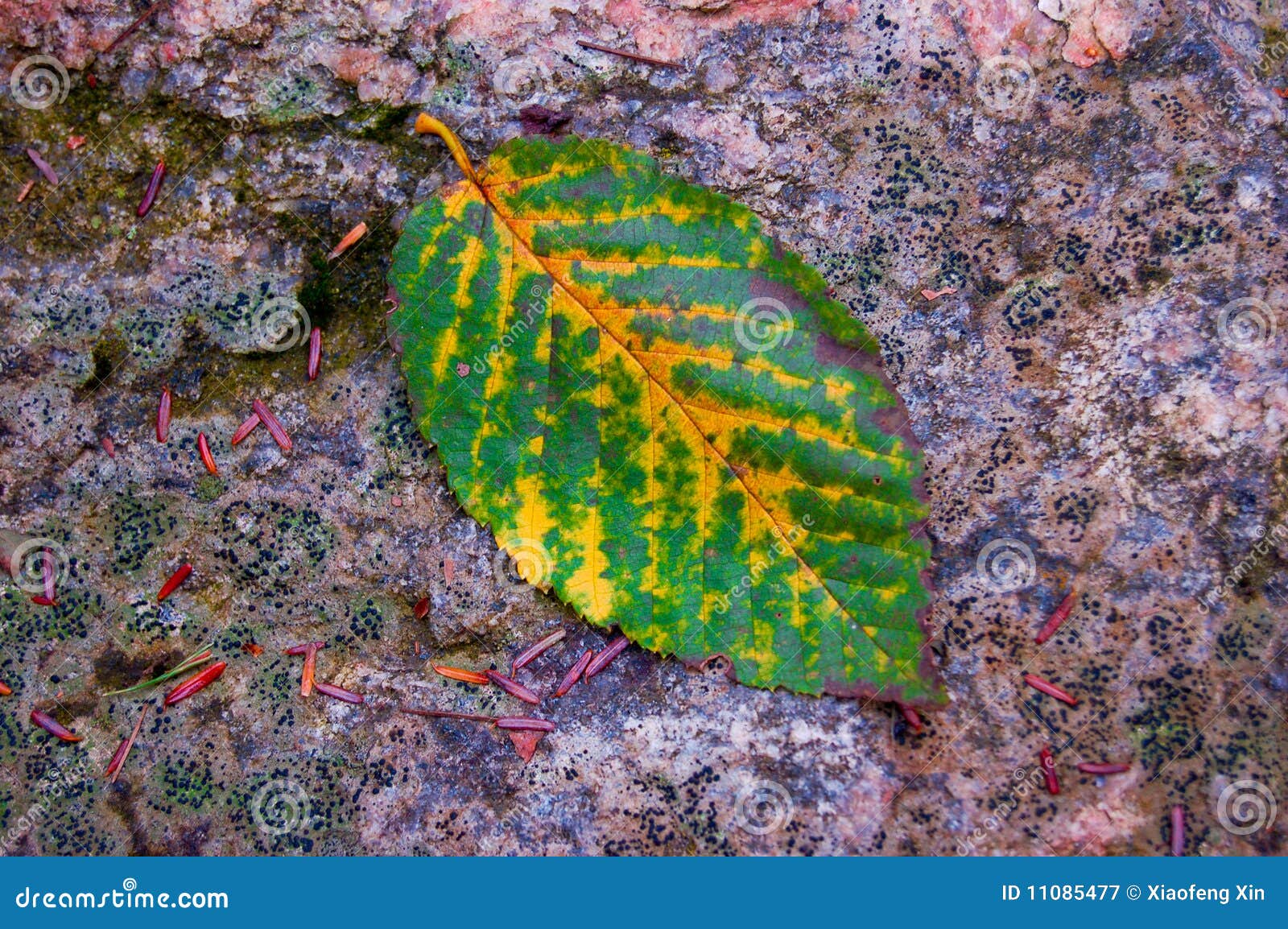 Leaf on Stone stock image. Image of yellow, autumn, vein - 11085477
