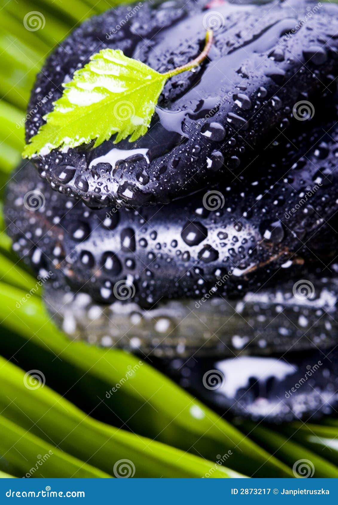 Leaf & Stone stock image. Image of freshness, pampering - 2873217