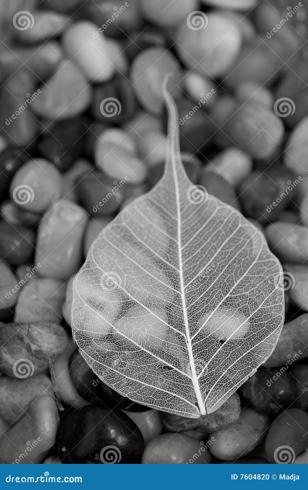 Leaf and stone stock photo. Image of stone, traditional - 7604820