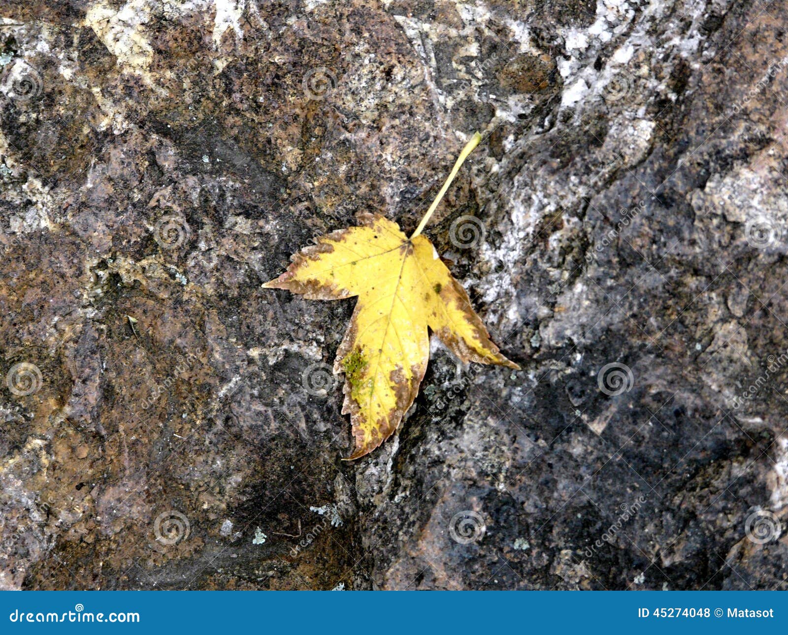 Leaf on the stone stock photo. Image of leaf, closeup - 45274048