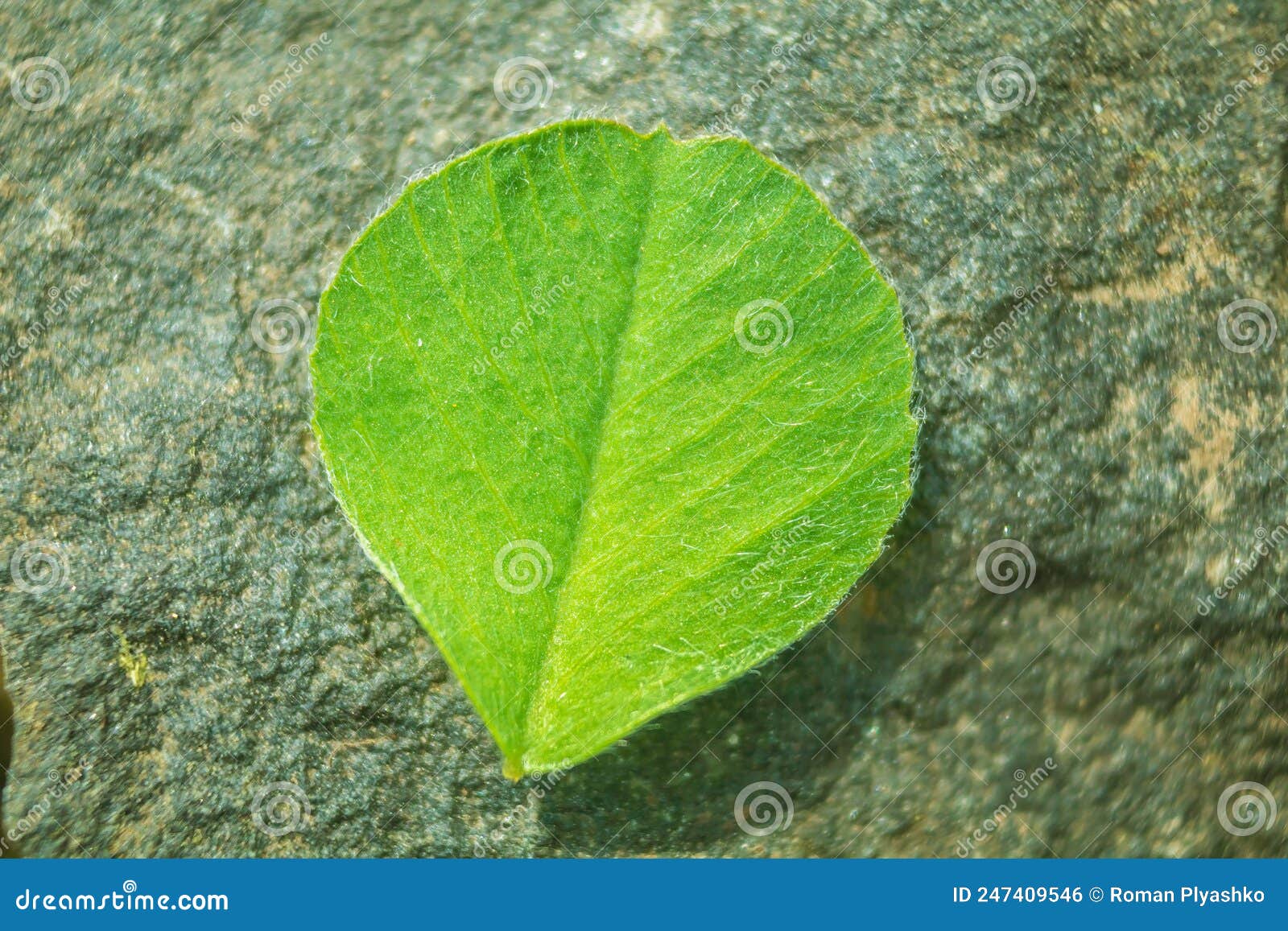 Leaf on a Stone. Green Leaf of a Tree Close Up Stock Photo - Image of ...