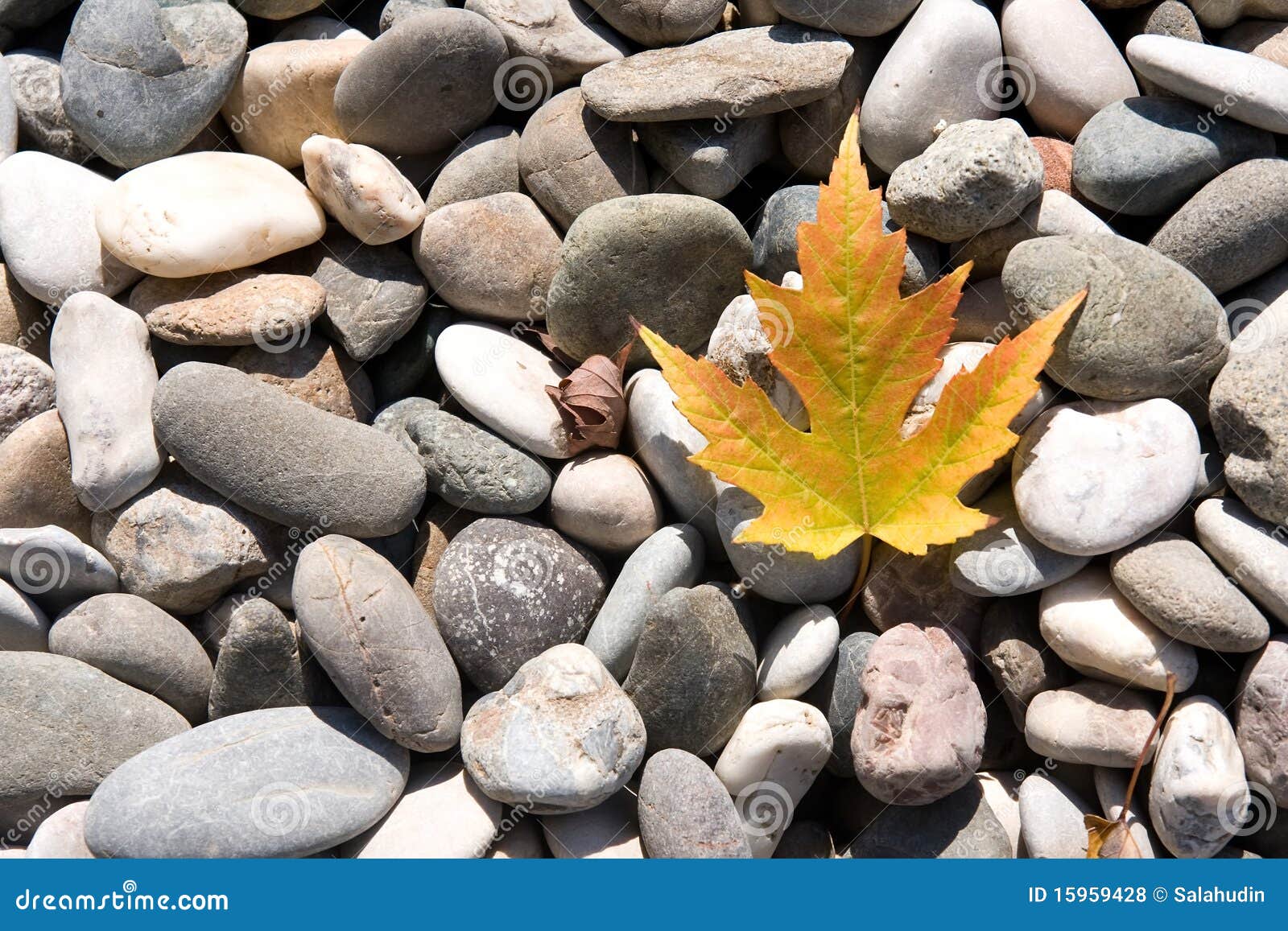 Leaf on the stones stock photo. Image of fall, nature - 15959428
