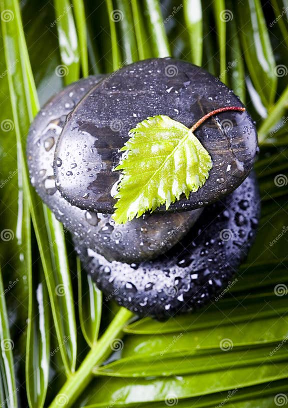 Leaf & Stones stock photo. Image of pamper, still - 2873162