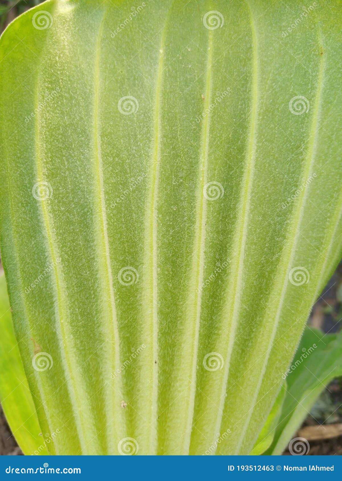 A Leaf with Straight Lines. Stock Image - Image of leaf, herb: 193512463