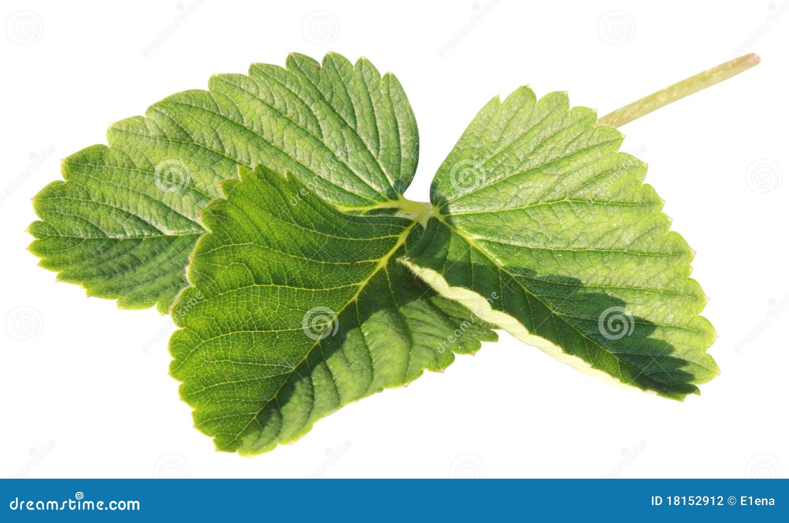 Leaf of a strawberry stock photo. Image of leaf, leafs - 18152912