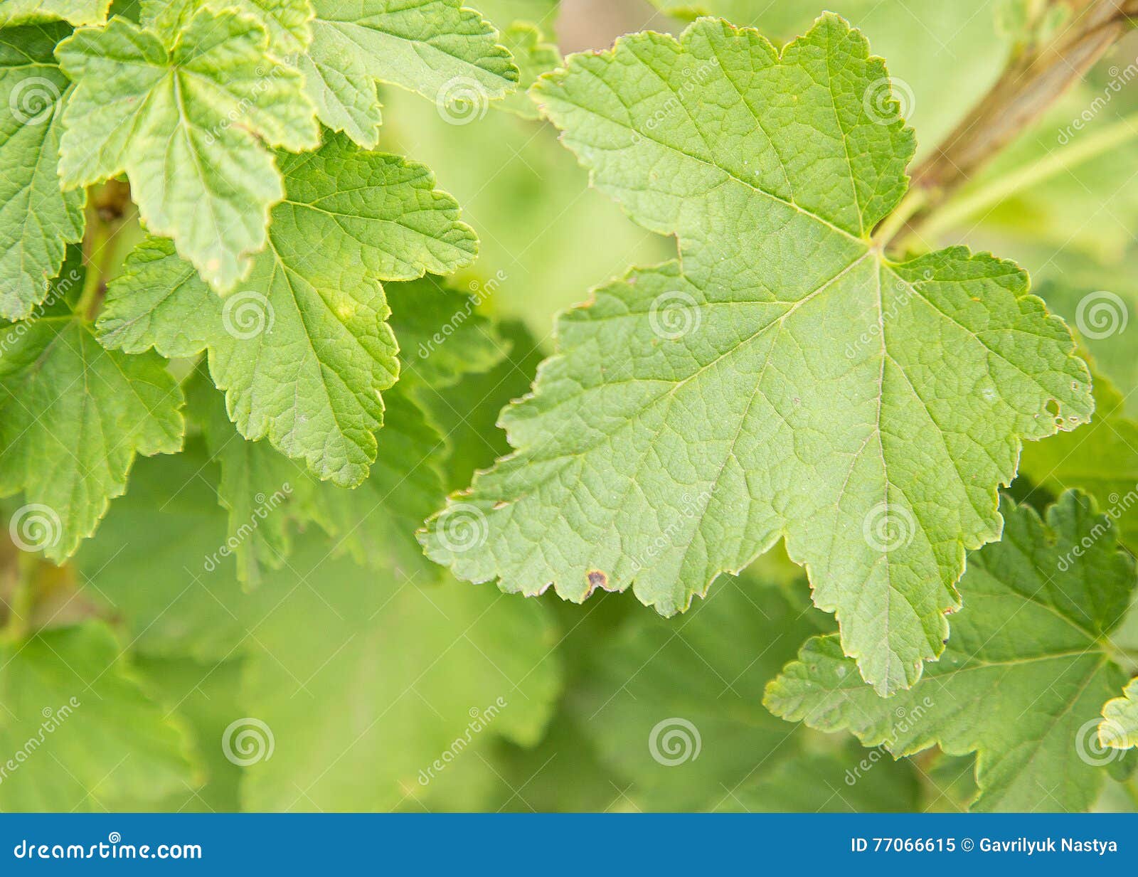 Leaf Strawberry, Garden, Texture,botany, Stock Image - Image of natural ...