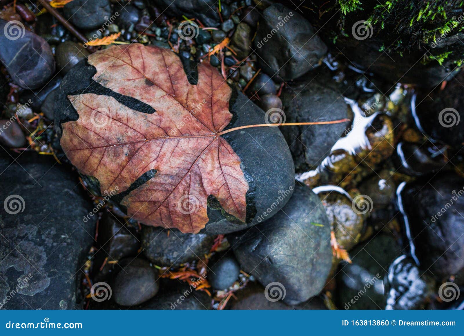 Leaf in a stream stock photo. Image of canada, leaf - 163813860