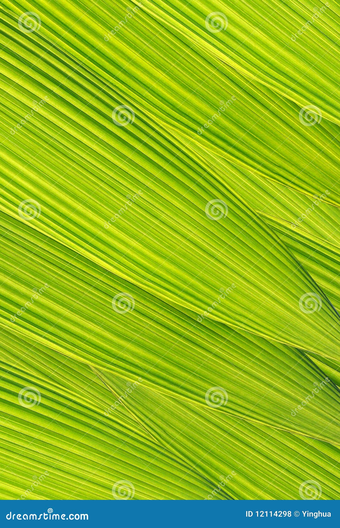 Leaf stripe background stock photo. Image of color, tourism - 12114298