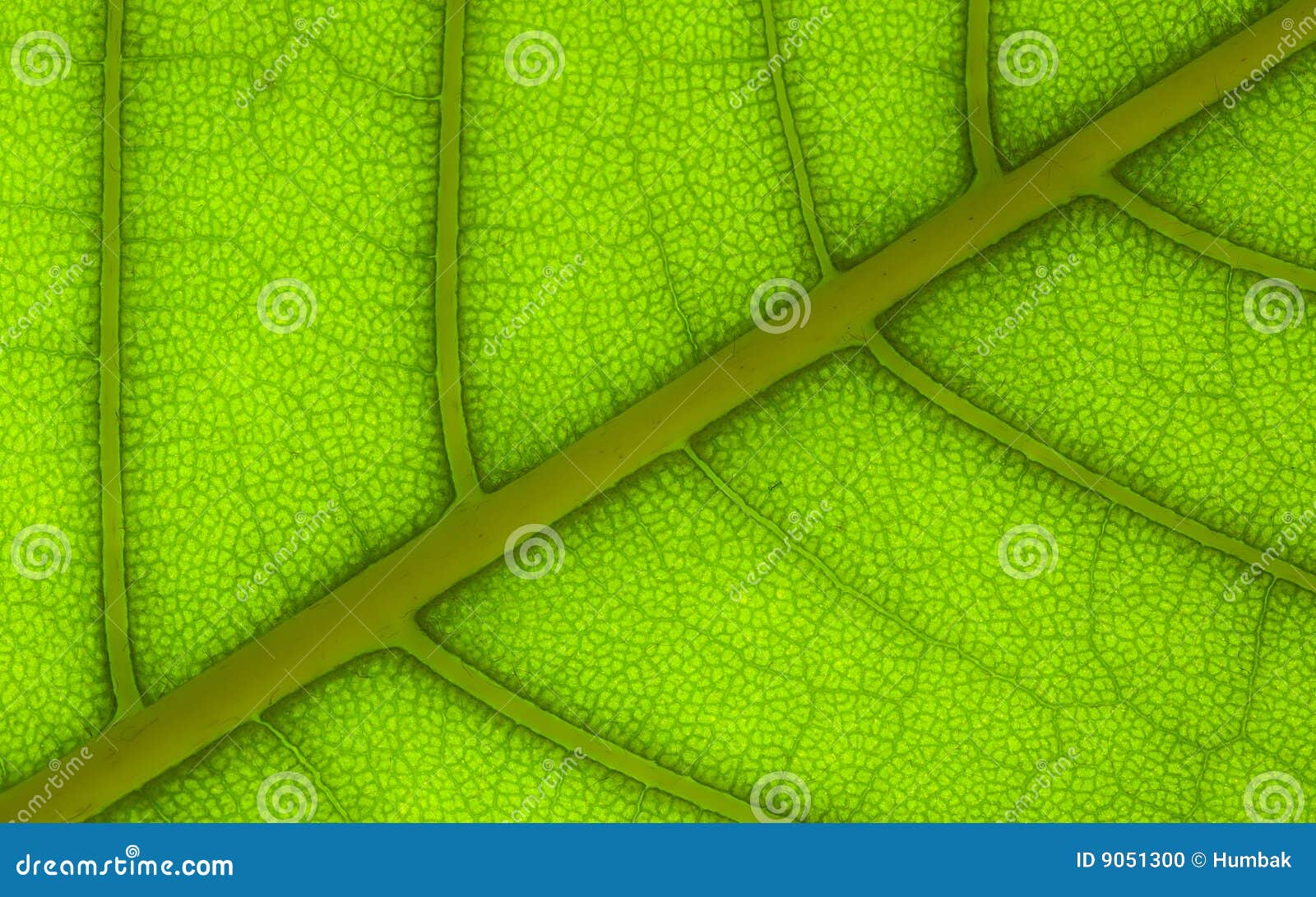 Leaf structure 1 stock photo. Image of plant, fresh, texture - 9051300
