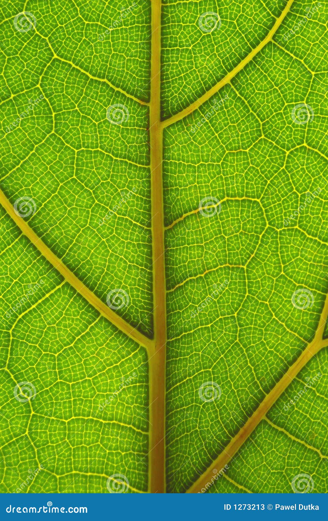 Leaf structure stock image. Image of curve, structure - 1273213