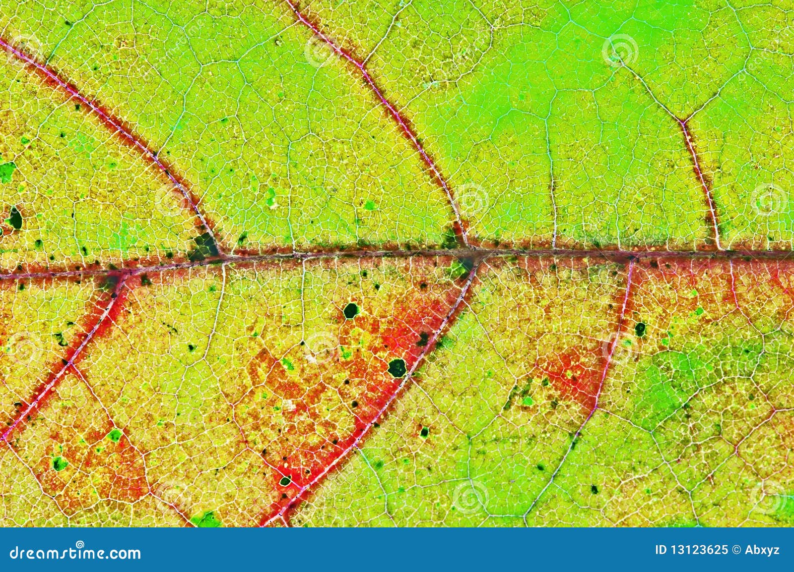 Leaf structure stock image. Image of flora, cell, botany - 13123625