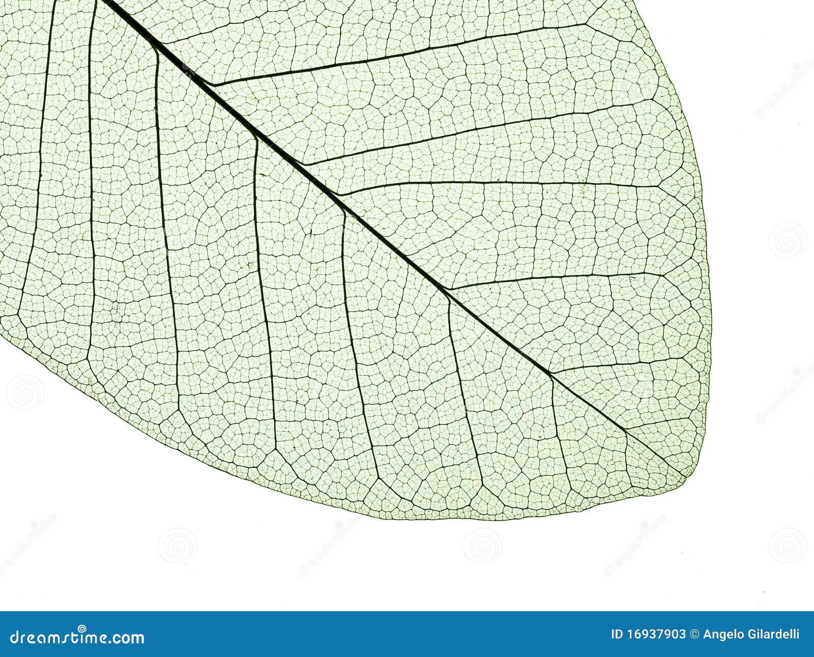 Leaf structure stock image. Image of nature, structure - 16937903