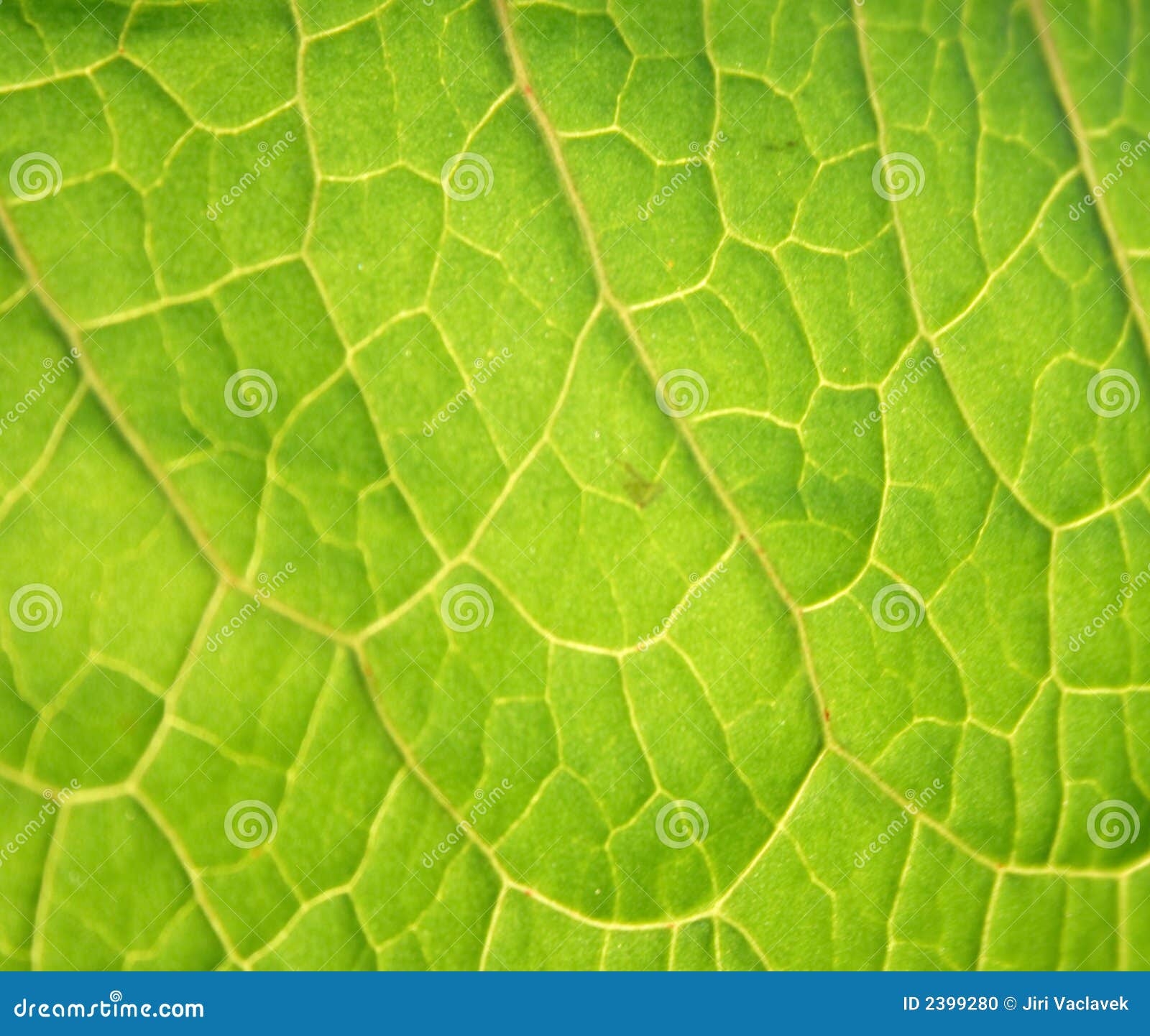 Leaf structure stock photo. Image of background, color - 2399280