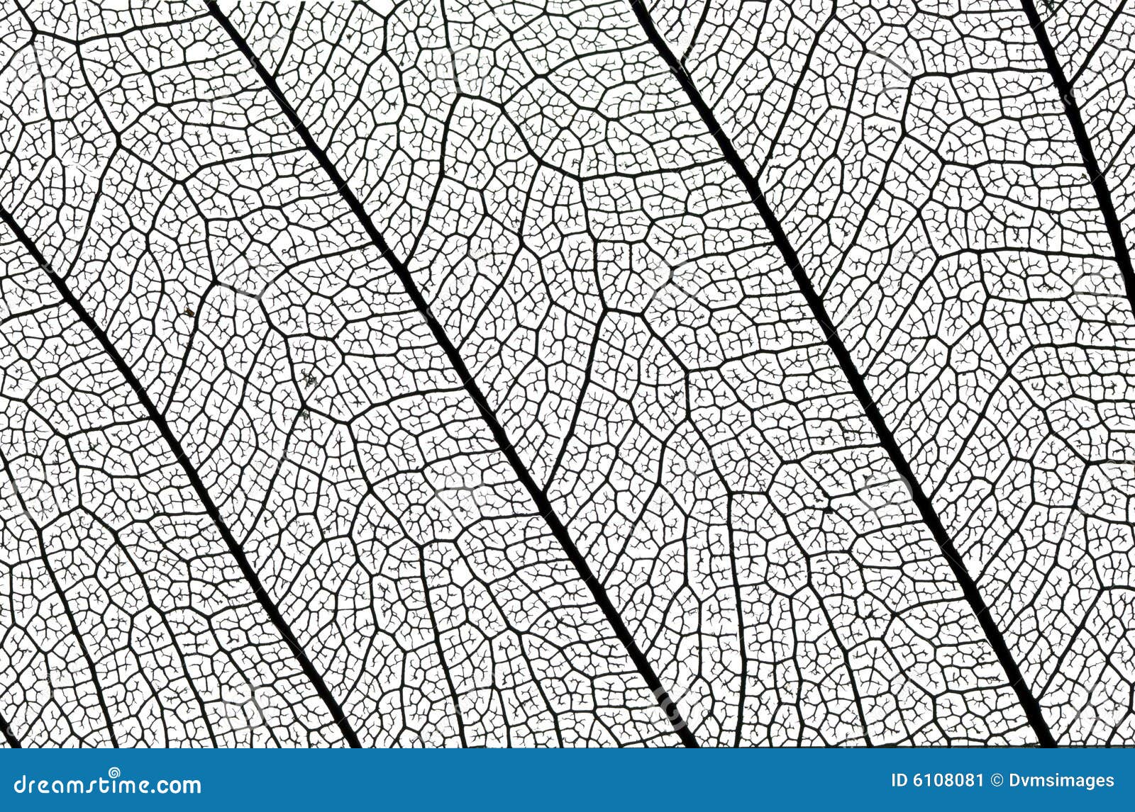 Leaf Structure Detail Royalty-Free Stock Photo | CartoonDealer.com #6108081
