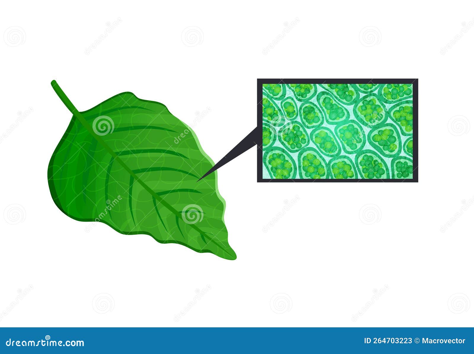 Leaf Structure Diagram Composition Stock Vector - Illustration of ...