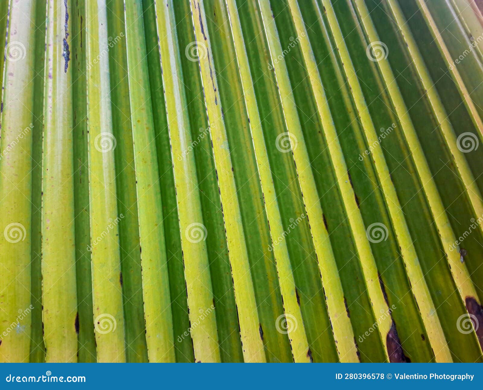 The Leaf Structure in this Garden Looks Like a Fan Stock Photo - Image ...