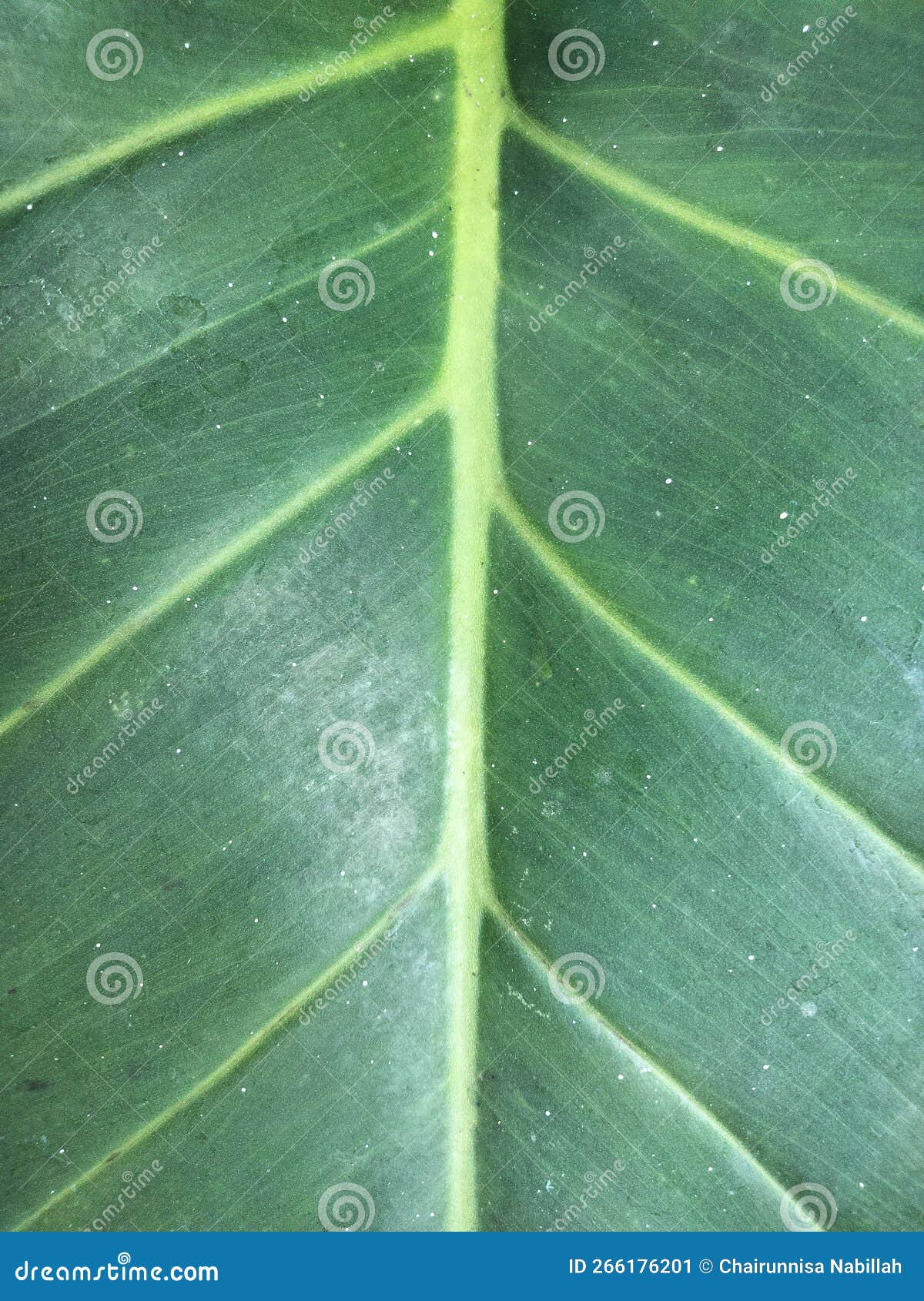 Leaf Structure of Ornamental Flower Stock Image - Image of produce ...