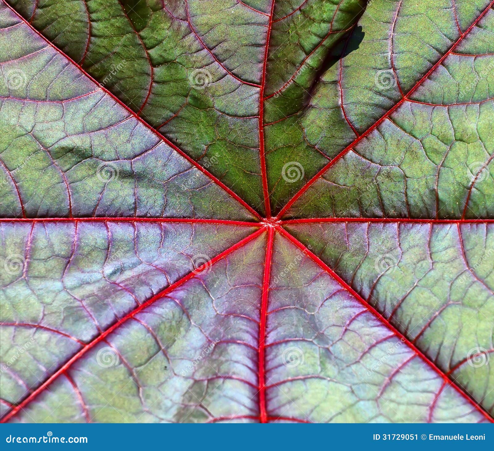 Leaf Structure with Rays Coming Out from the Center Stock Image - Image ...