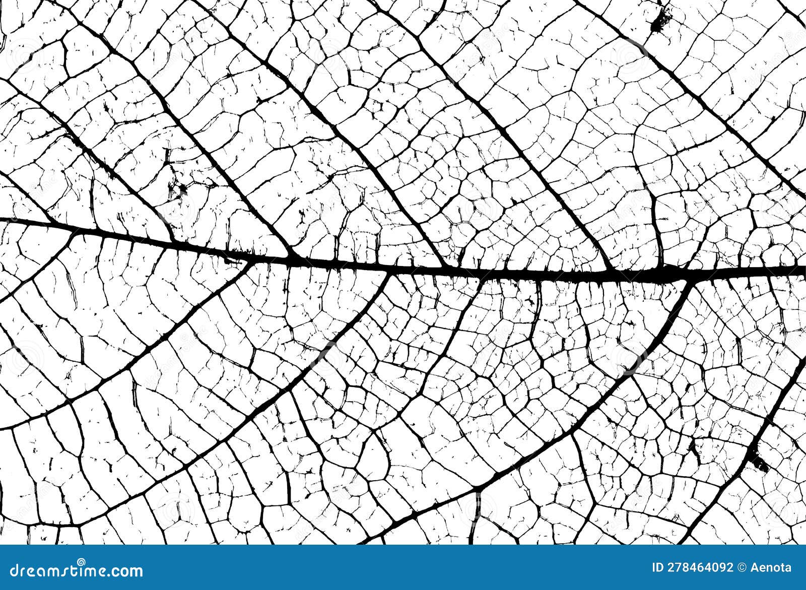Leaf Structure Skeleton with Veins Vector Grunge Background Stock ...