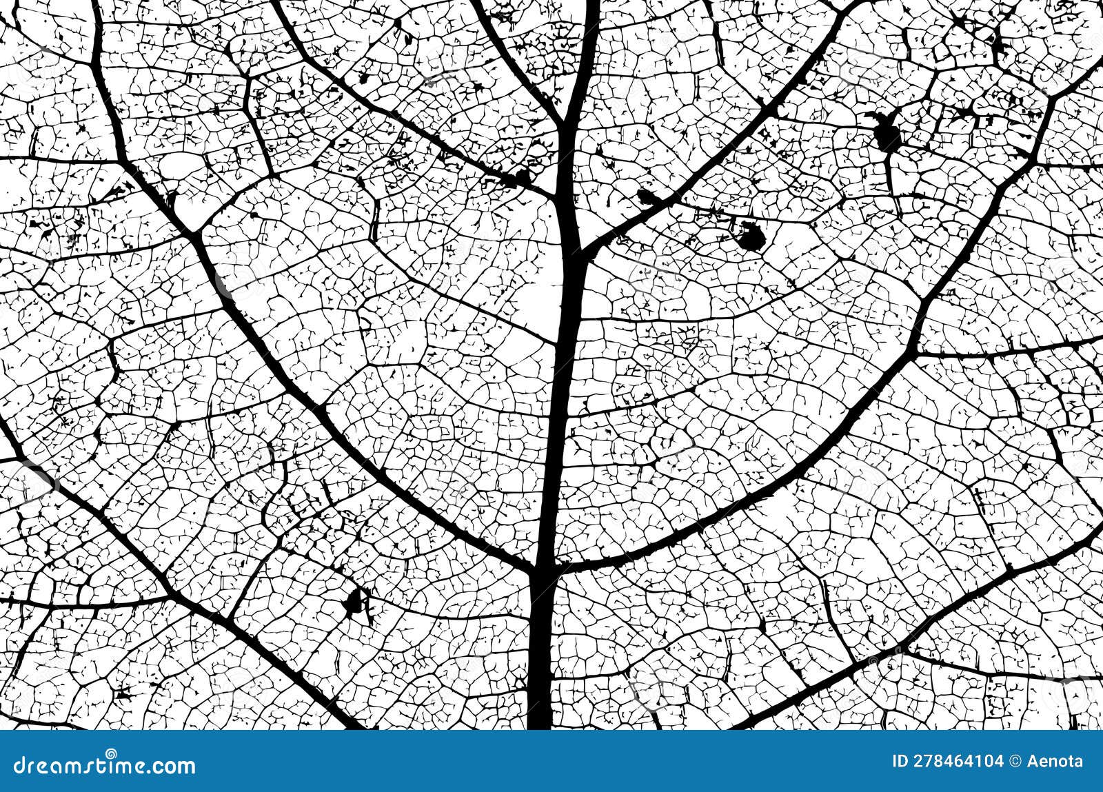 Leaf Structure Skeleton with Veins Vector Grunge Background Stock ...