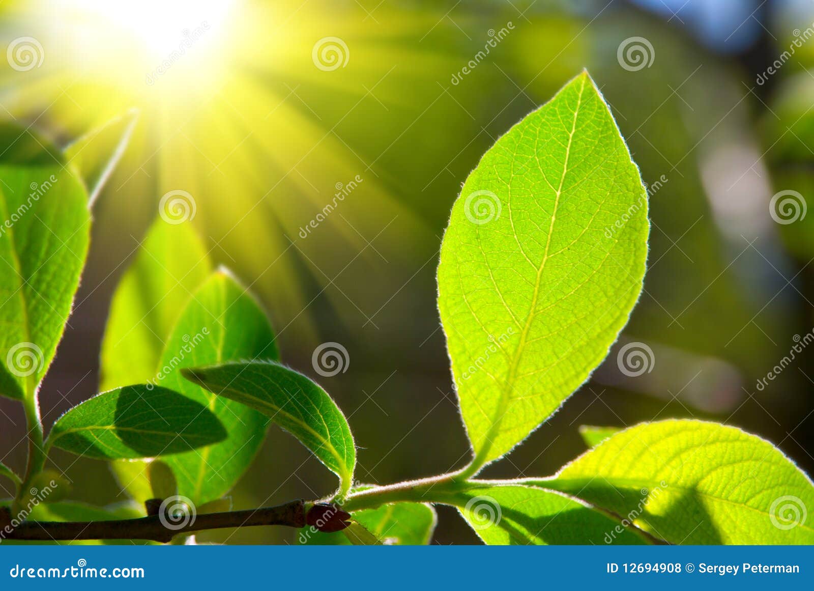 Leaf and sun stock photo. Image of nature, spring, bright - 12694908