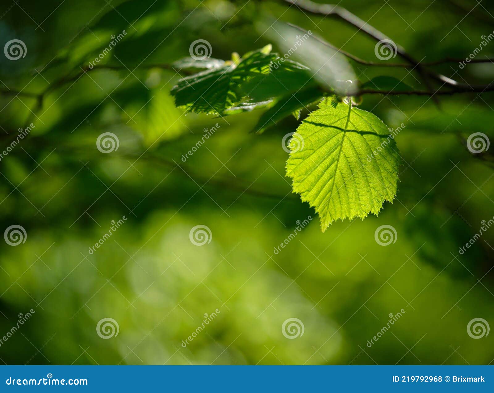 Leaf in the sun stock photo. Image of plants, vegetation - 219792968