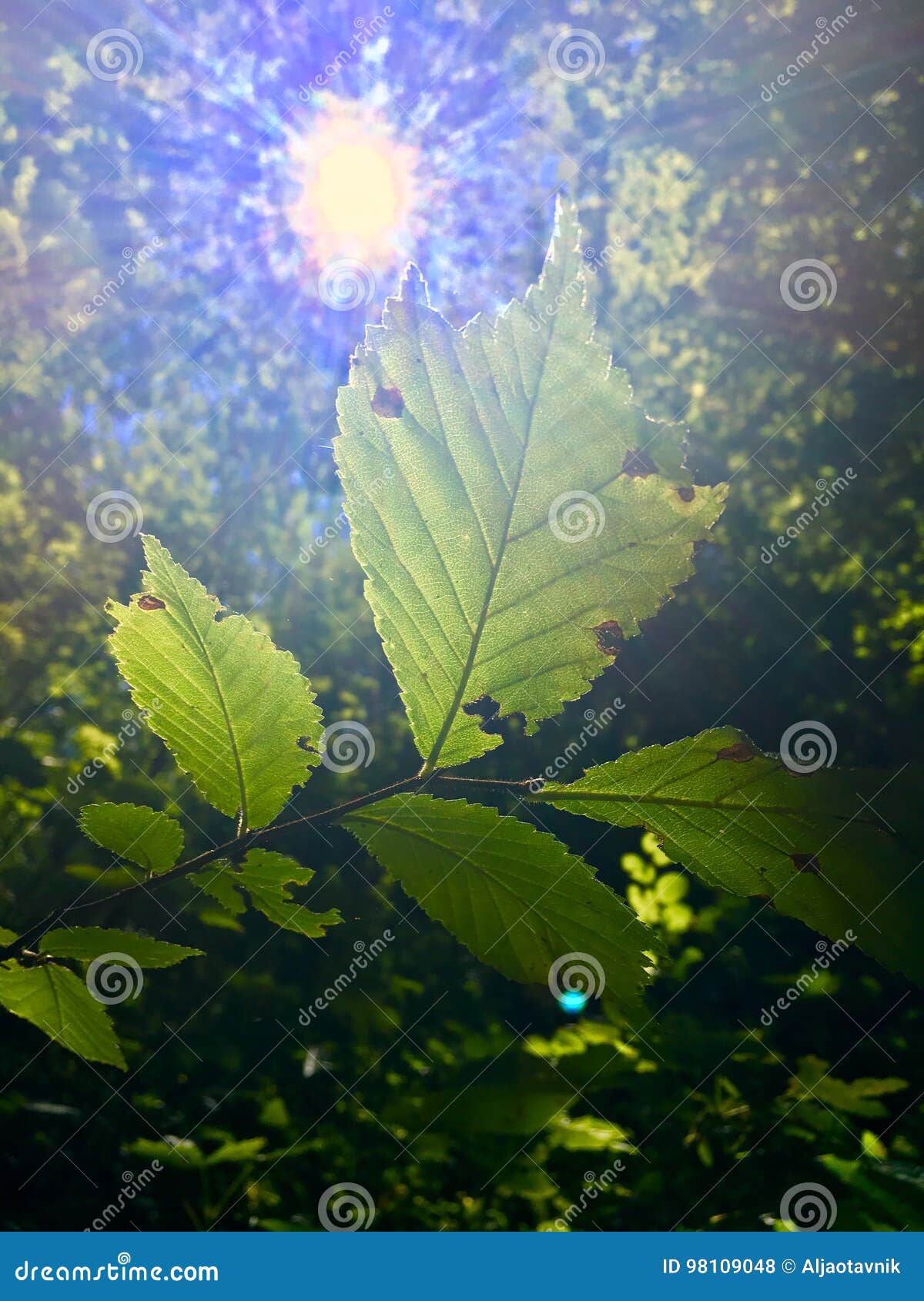 Leaf in the sun stock photo. Image of green, sport, forest - 98109048