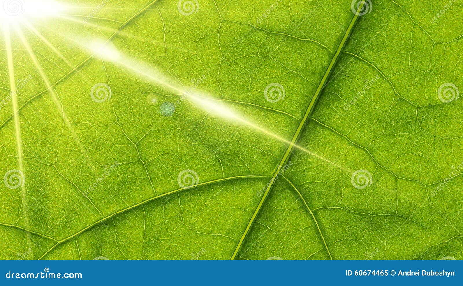Leaf and sun. stock image. Image of afternoon, grass - 60674465