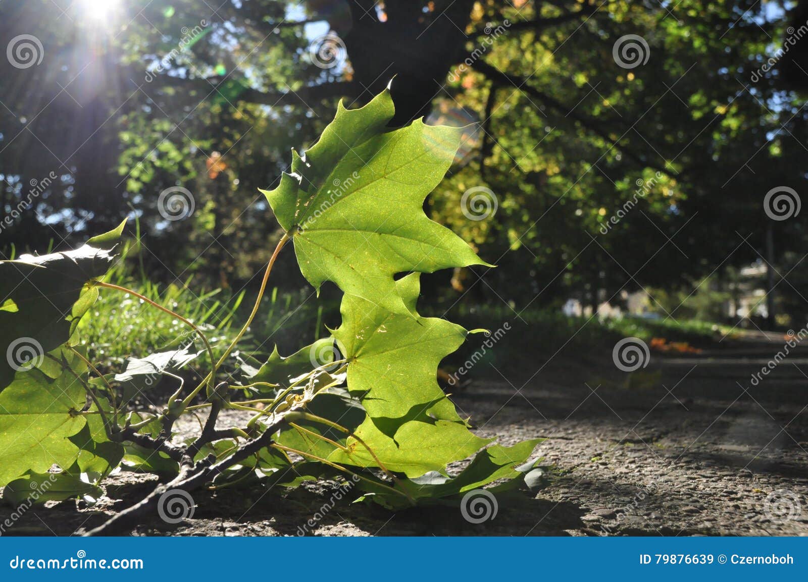 Leaf in the sun stock image. Image of maple, twig, leaf - 79876639