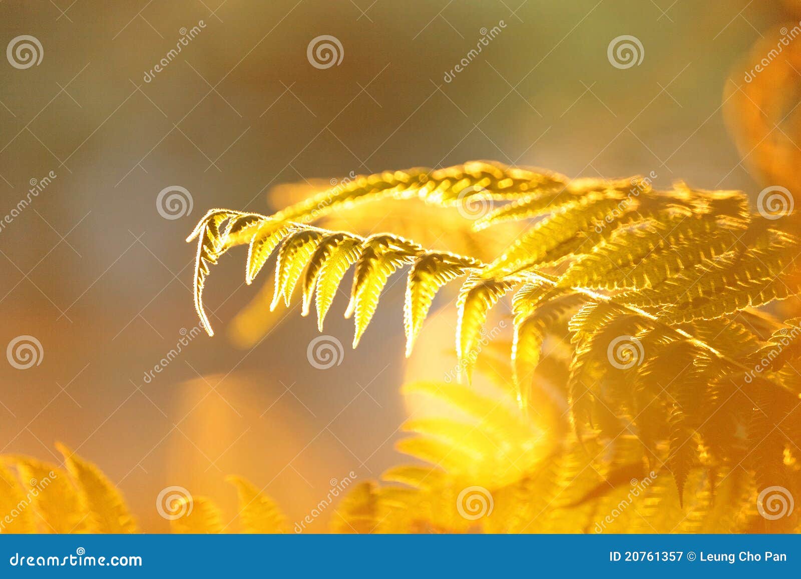 Leaf with sun ray stock image. Image of plant, bright - 20761357