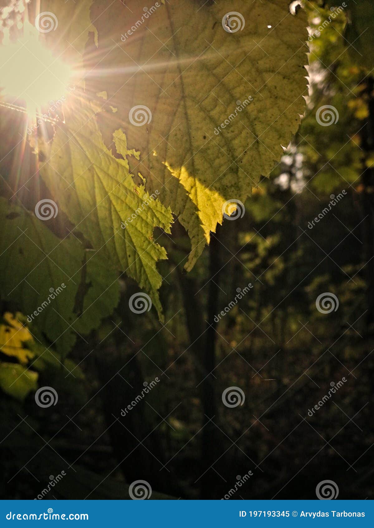 Leaf in the sun rise stock image. Image of reflection - 197193345
