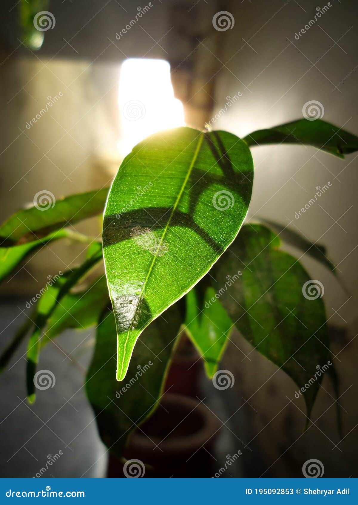 Leaf Sunlight Closeup HD 4k Wallpapers Stock Image - Image of closeup ...