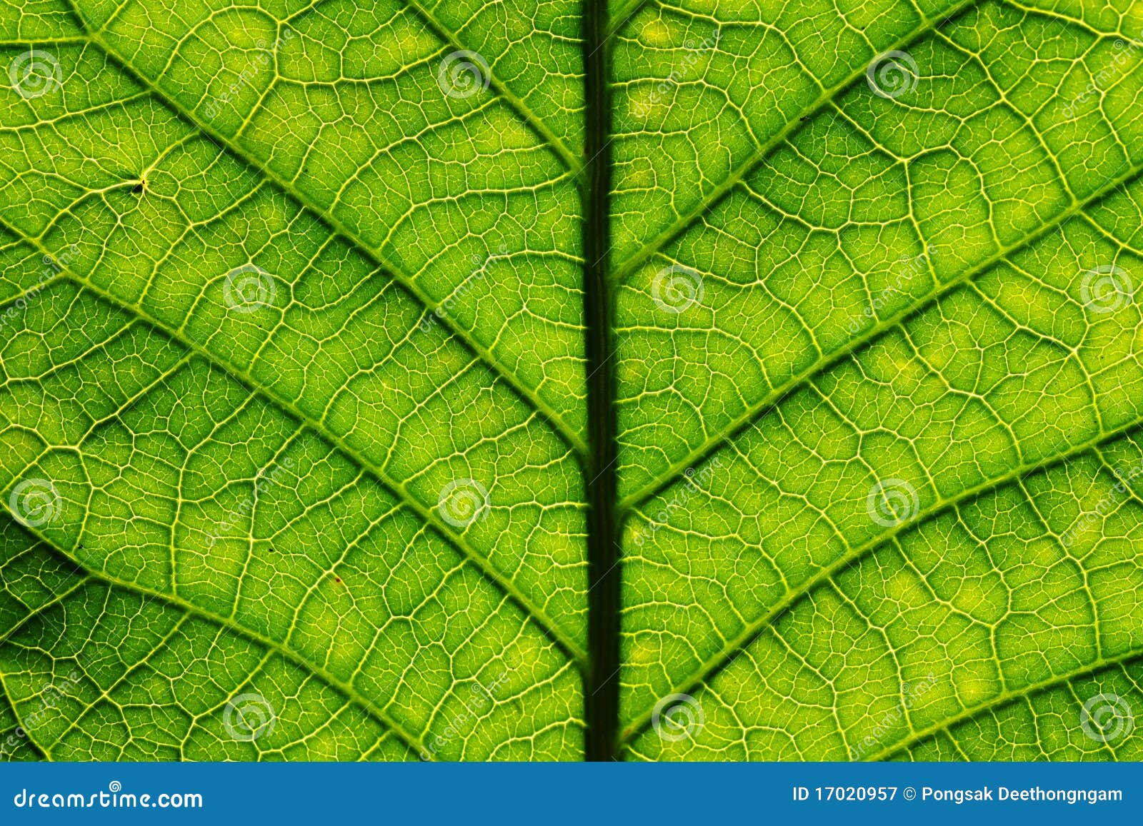 Leaf surface stock image. Image of pattern, beginning - 17020957