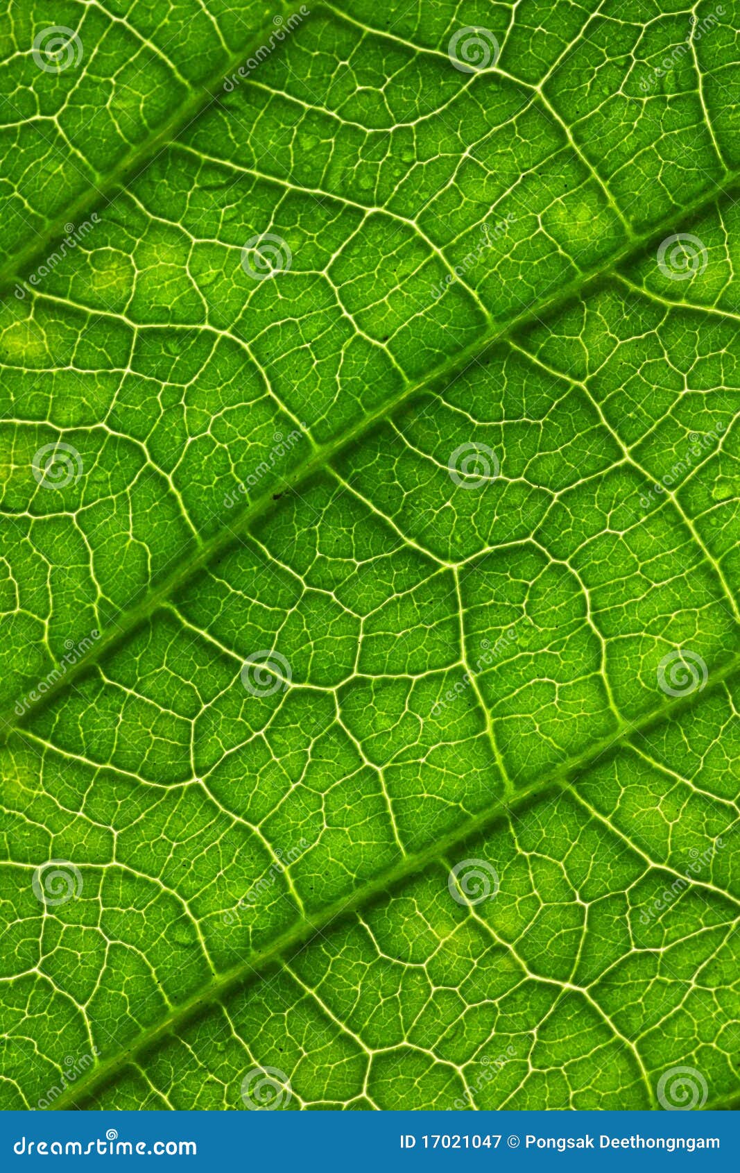 Leaf surface stock image. Image of conceptual, background - 17021047
