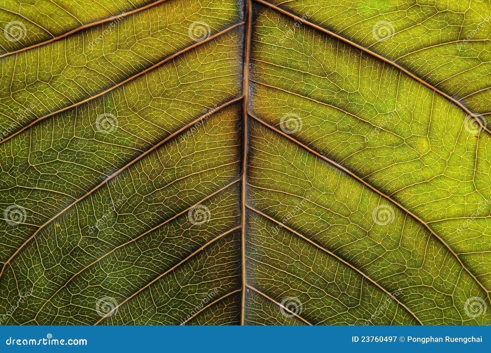 Leaf surface stock image. Image of pattern, textured - 23760497