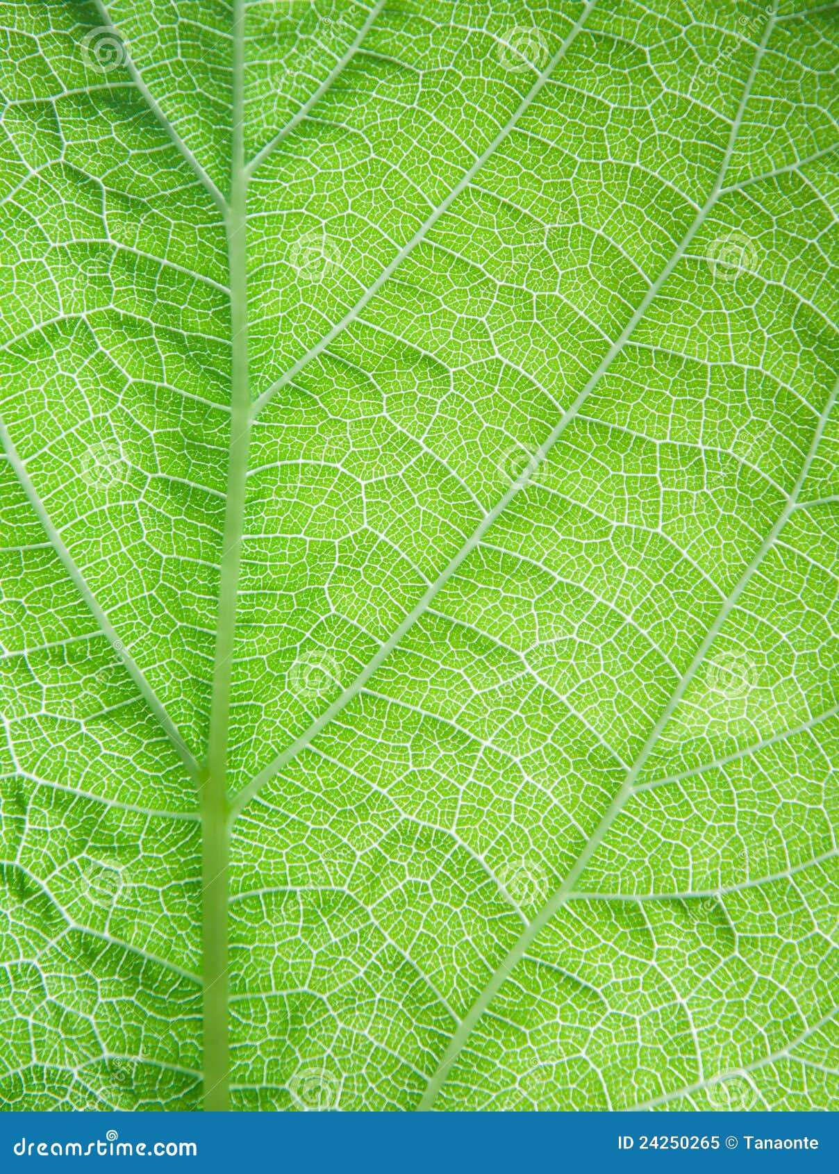 Leaf surface stock image. Image of color, nature, vein - 24250265