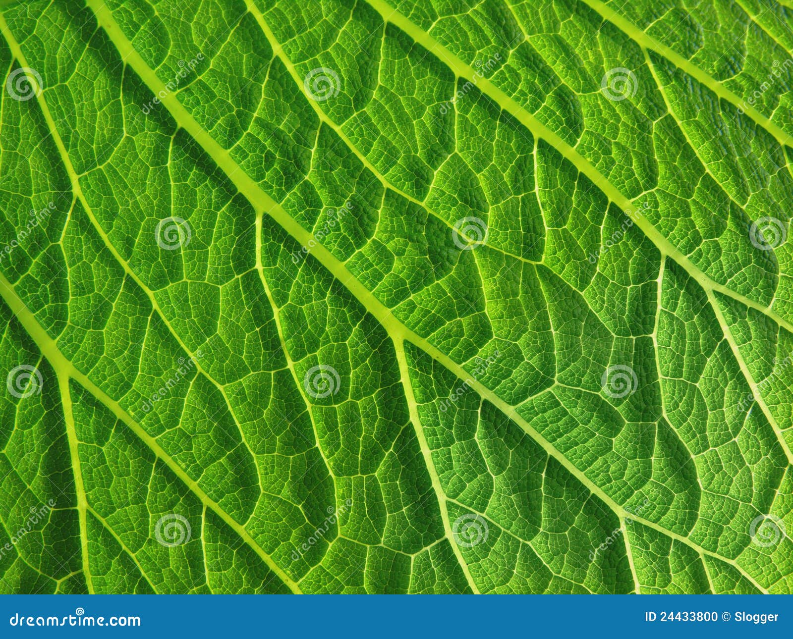 Leaf surface stock photo. Image of abstract, organic - 24433800