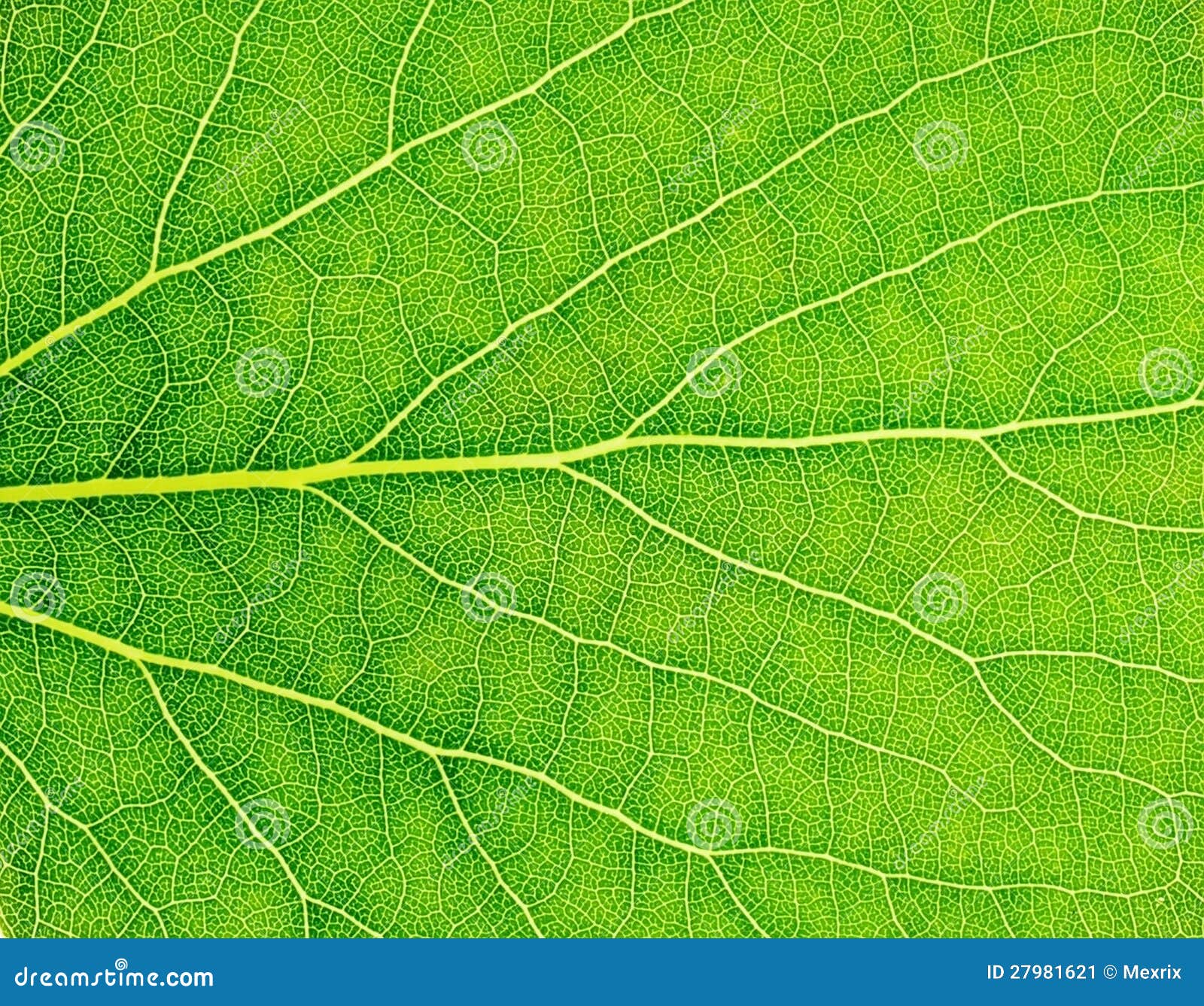 Leaf surface stock image. Image of dramatic, green, decoration - 27981621
