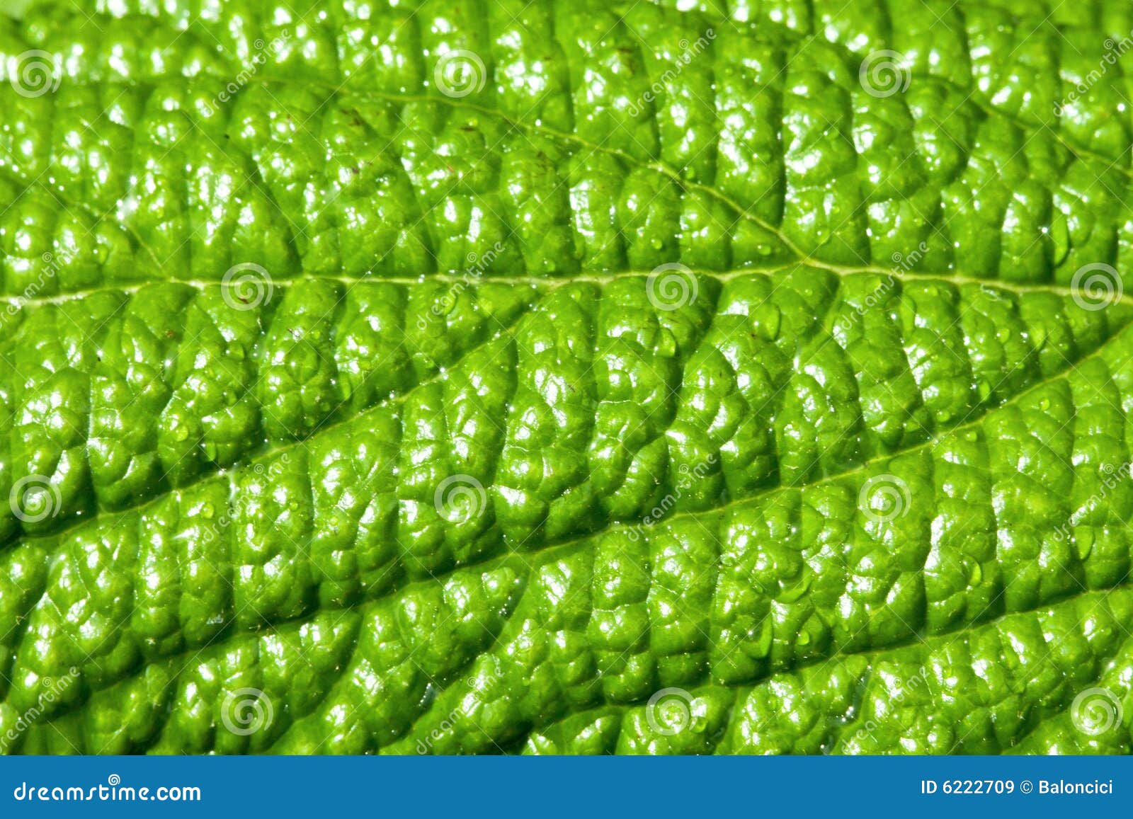 Leaf surface stock image. Image of surface, shape, foliage - 6222709