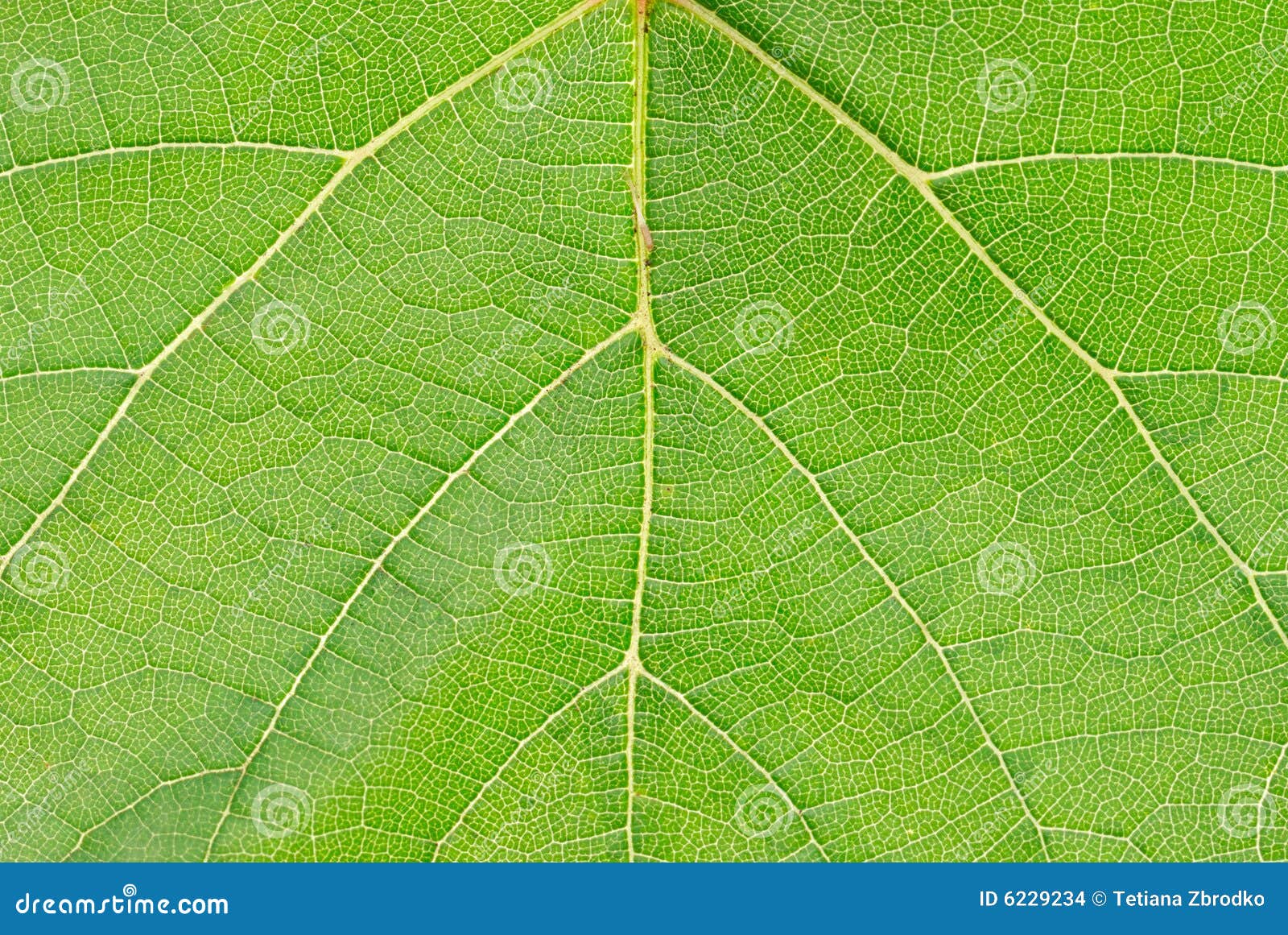 Leaf surface stock photo. Image of leaf, ornamental, forest - 6229234