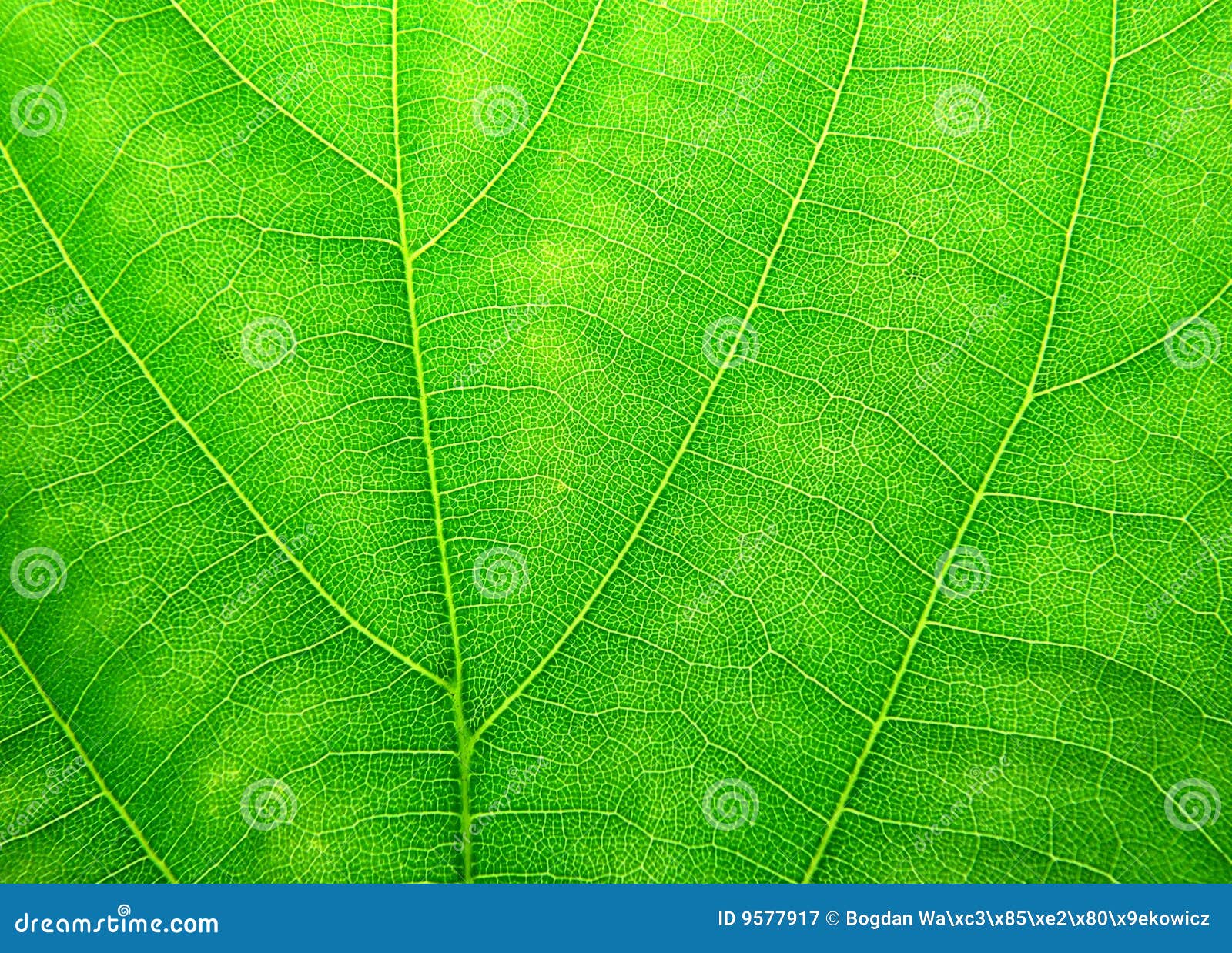 Leaf surface stock image. Image of country, conceptual - 9577917