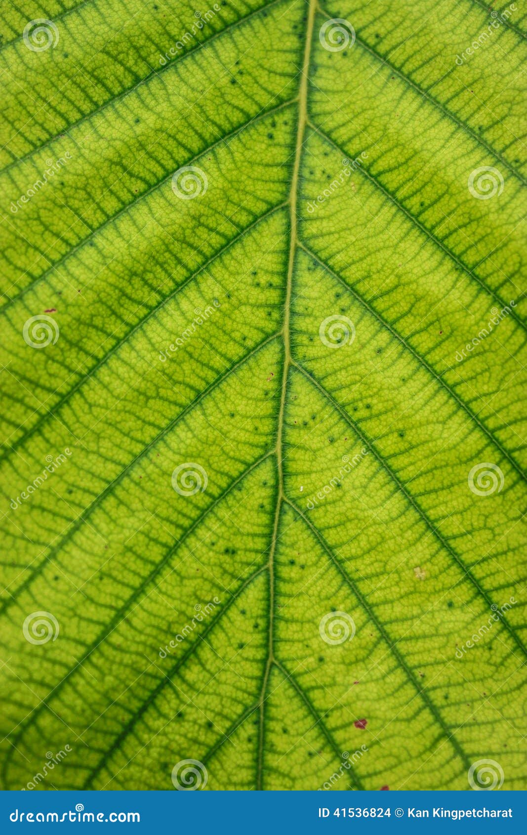 Leaf surface stock photo. Image of tree, frame, brightly - 41536824