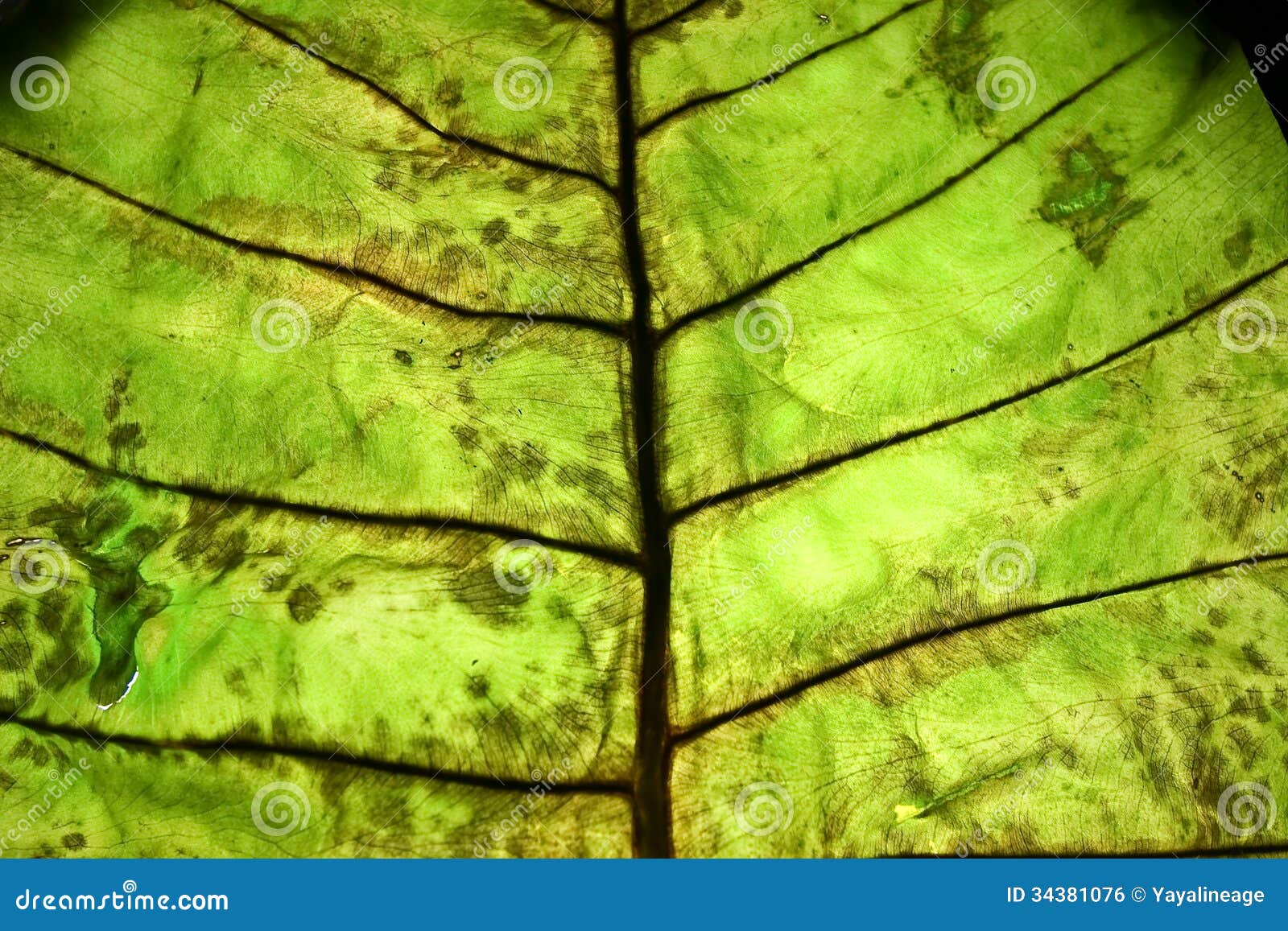 Leaf surface stock photo. Image of clipping, interval - 34381076