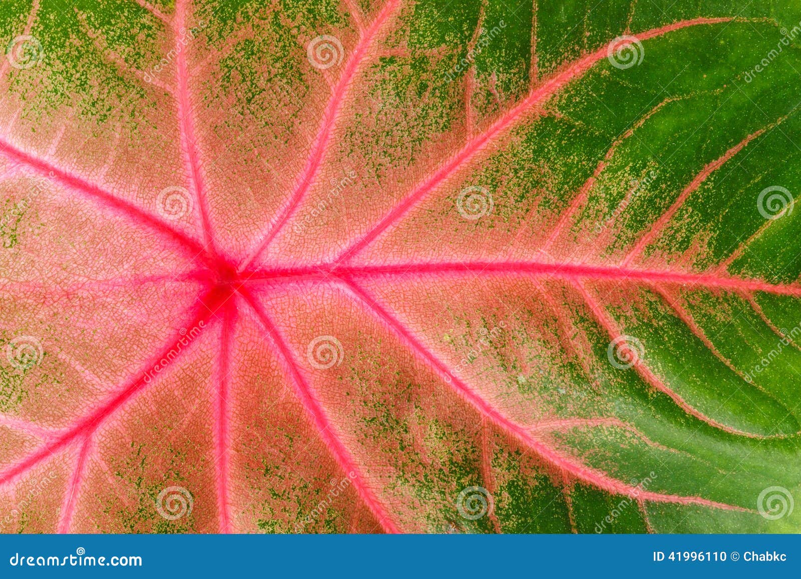 Leaf surface stock photo. Image of detail, colorful, modern - 41996110