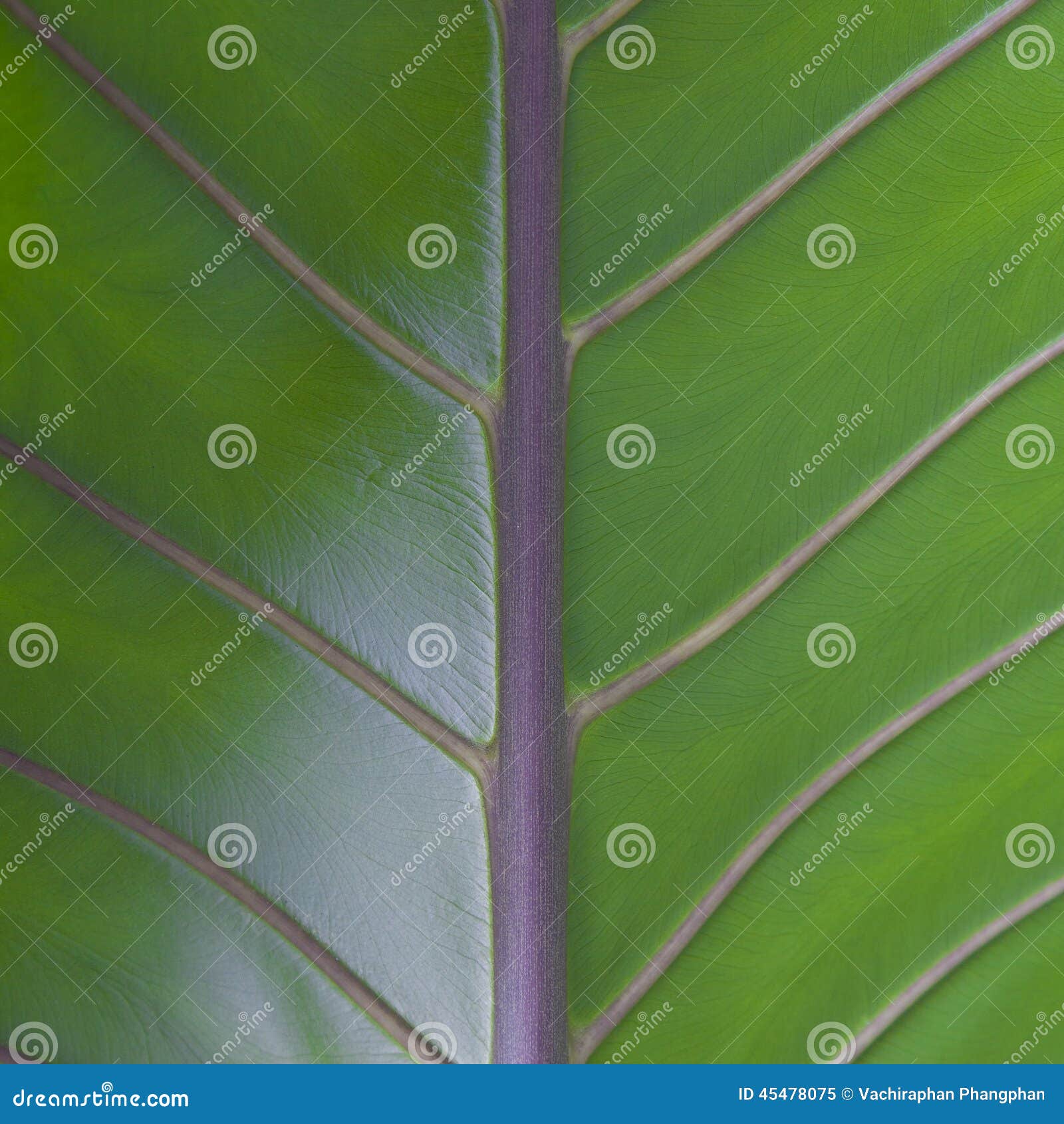 Leaf surface stock image. Image of lush, close, botany - 45478075